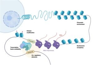 Heterochromatin: Definition, Types, Examples I ResearchTweet