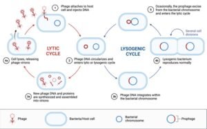Lysogenic Cycle: Definition, Steps, Examples I ResearchTweet