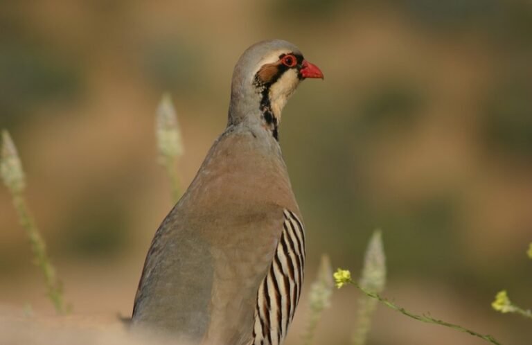 Chukar: Description, Habitat, & Fun Facts I ResearchTweet
