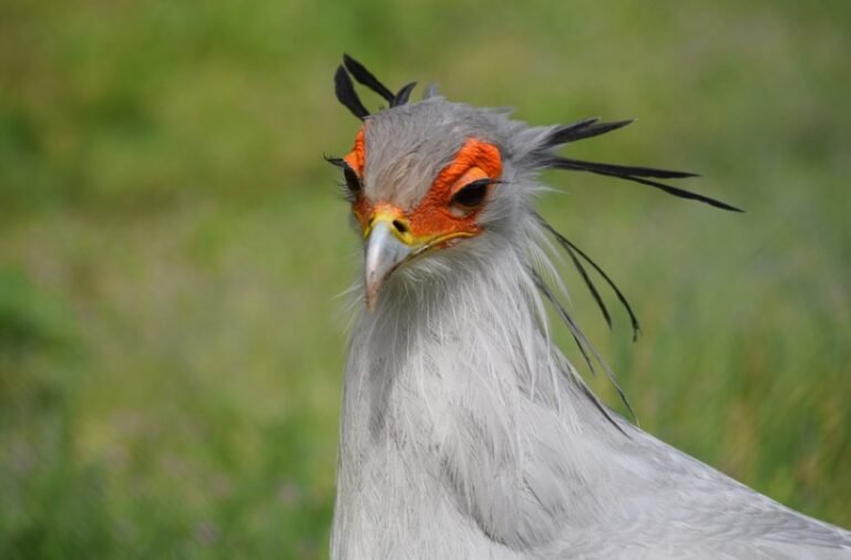Secretary Bird Description Habitat And Fact I Researchtweet