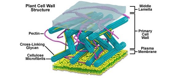 Primary Cell Wall Definition Features And Functions Primary Cell Wall Definition Features And Functions